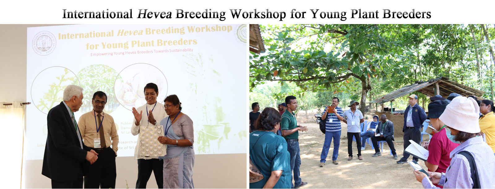 Rubber Reaserch Institute of Sri Lanka